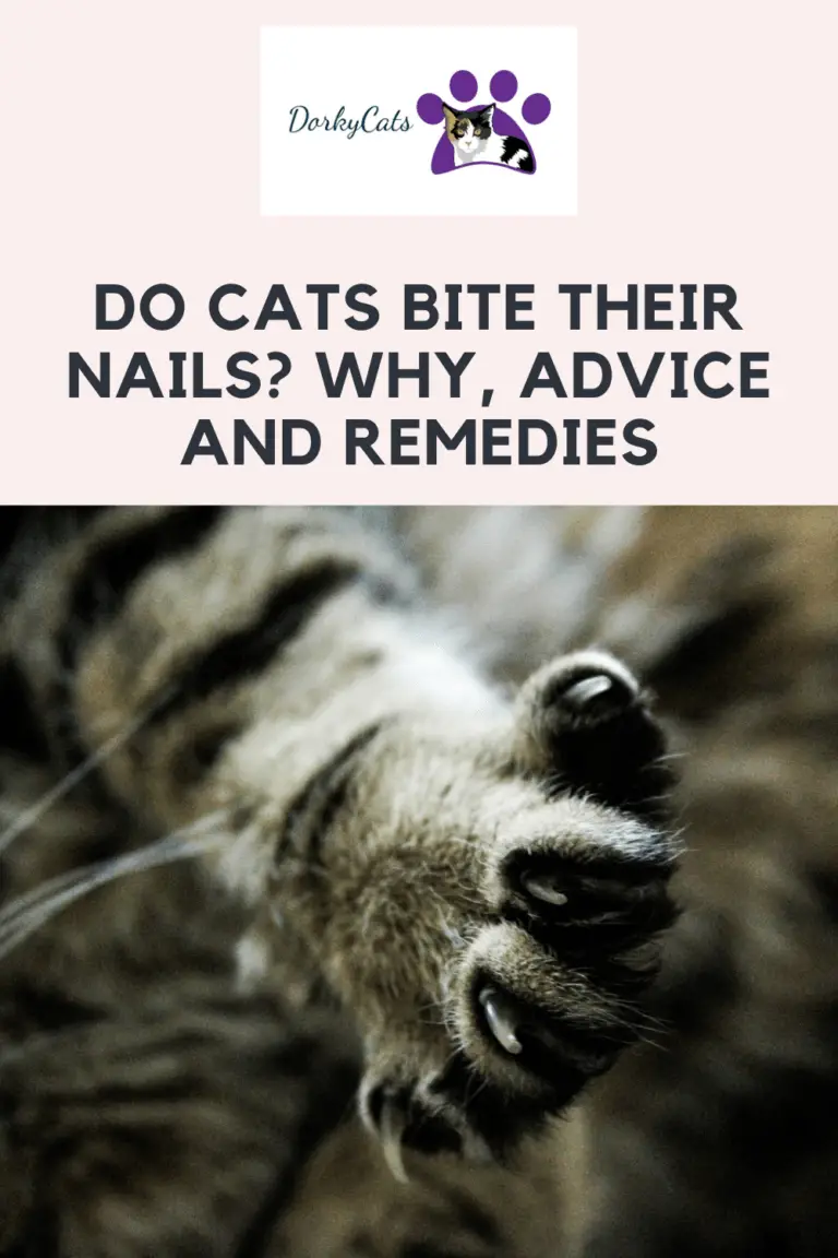 WHY DO CATS BITE THEIR NAILS? 5+ REASONS AND REMEDIES