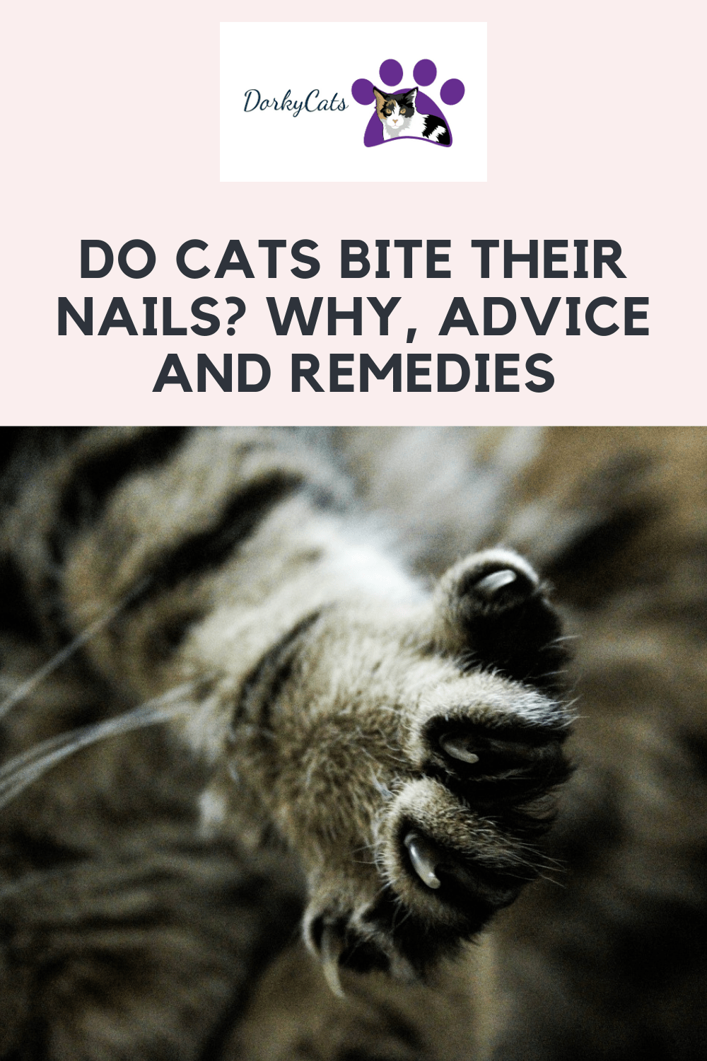 WHY DO CATS BITE THEIR NAILS? 5+ REASONS AND REMEDIES