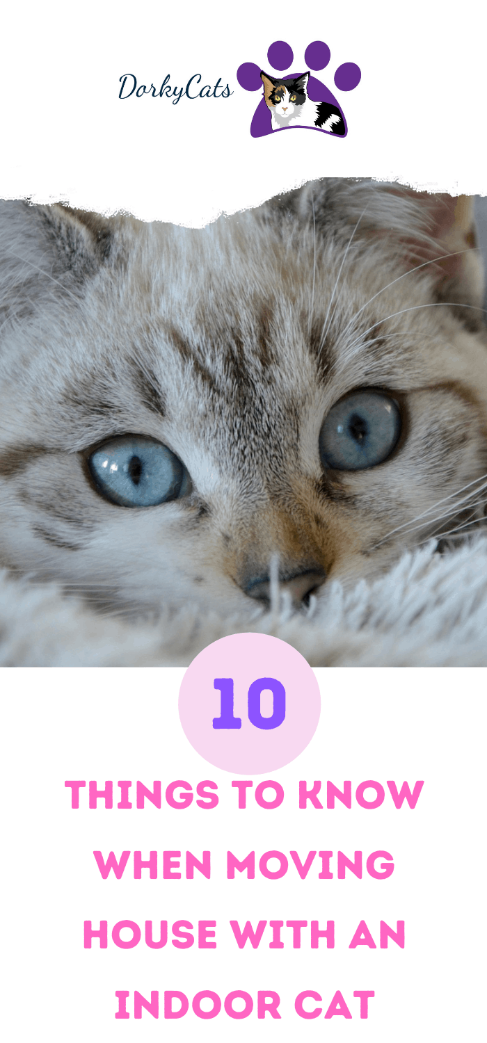 MOVING HOUSE WITH AN INDOOR CAT - 10 THINGS TO KNOW