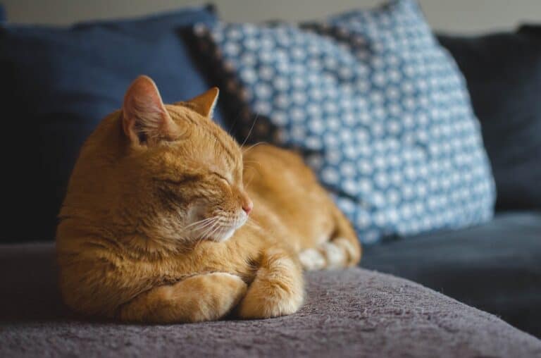 19+ CAT POSITIONS MEANING [WHILE SLEEPING OR AWAKE]