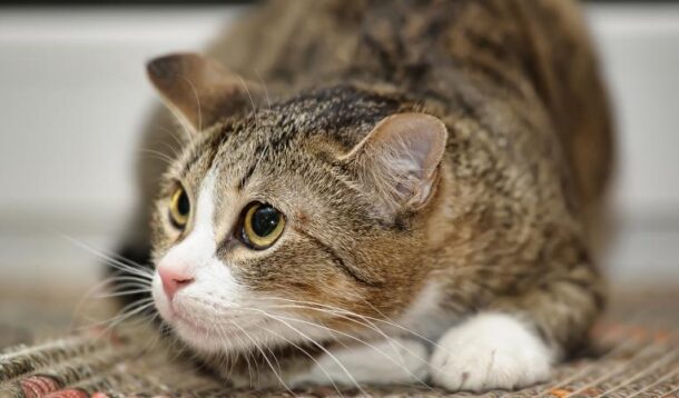 19+ CAT POSITIONS MEANING [WHILE SLEEPING OR AWAKE]