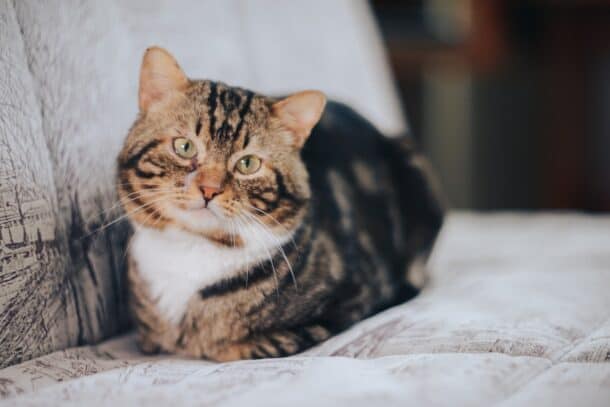 WHY DO CATS BLOCK SCREENS? 3+ WEIRD REASONS