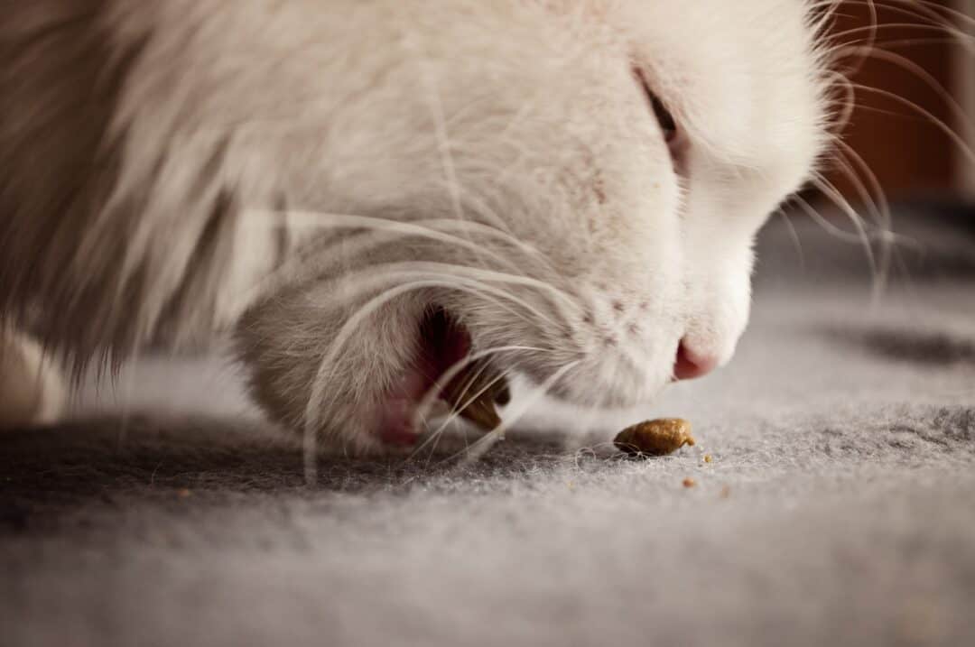 WHAT HAPPENS IF A CAT EATS EXPIRED CAT FOOD? 4 REMEDIES - DorkyCats