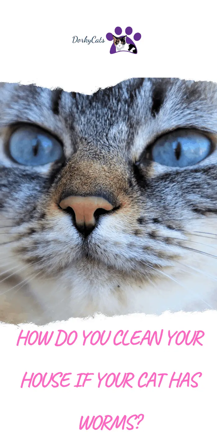 HOW DO YOU CLEAN YOUR HOUSE IF YOUR CAT HAS WORMS?