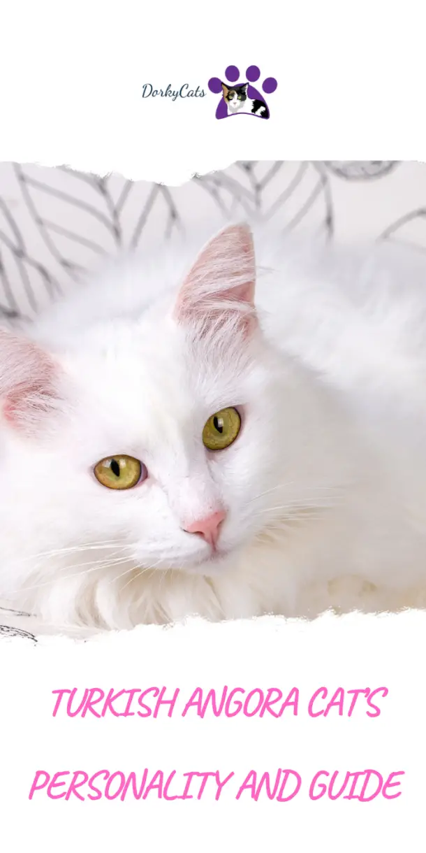 TURKISH ANGORA CAT'S PERSONALITY AND GUIDE - DorkyCats