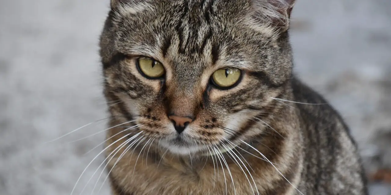 HOW TO CHEER UP A DEPRESSED CAT - 10 TIPS