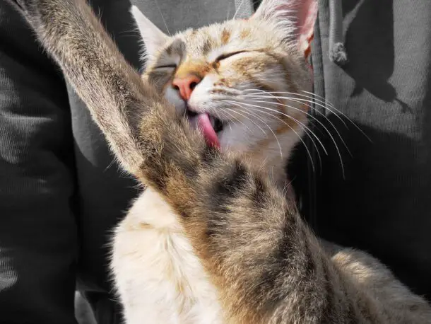 HOW TO STOP CAT SCRATCHES FROM ITCHING? 5 PRACTICAL ADVICE - DorkyCats