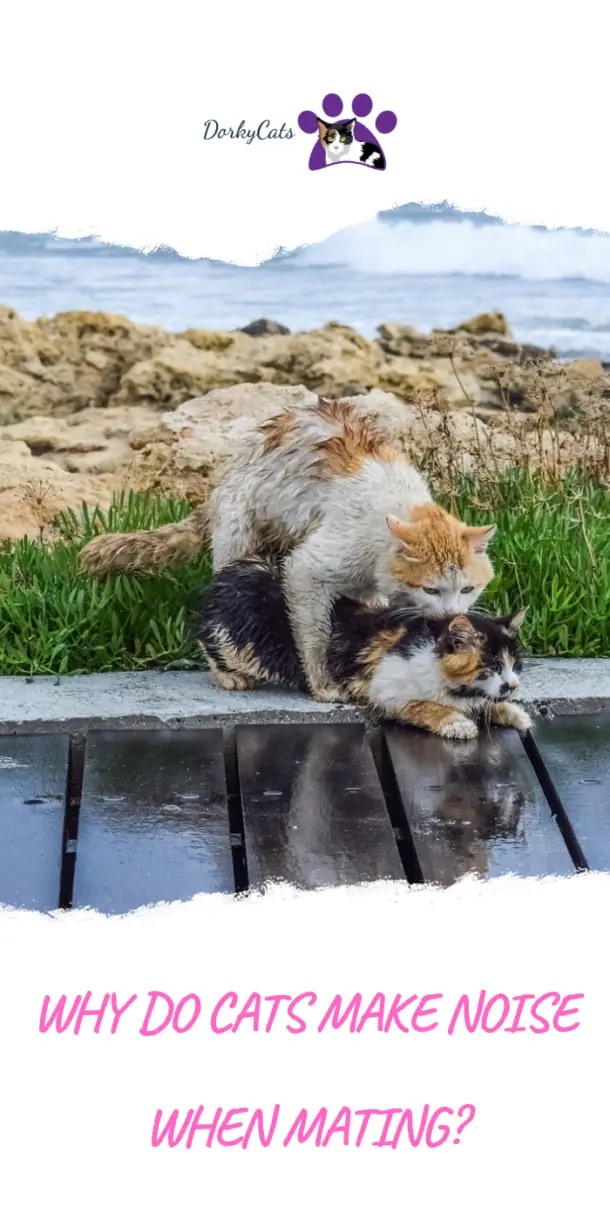WHY DO CATS MAKE NOISE WHEN MATING? 1 GOOD REASON - DorkyCats
