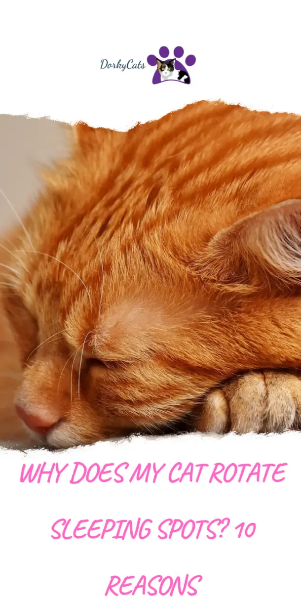 WHY DOES MY CAT ROTATE SLEEPING SPOTS? 7 REASONS - DorkyCats