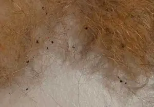 WHY DOES MY CAT HAVE DANDRUFF? HERE IS HOW TO GET RID OF IT - DorkyCats