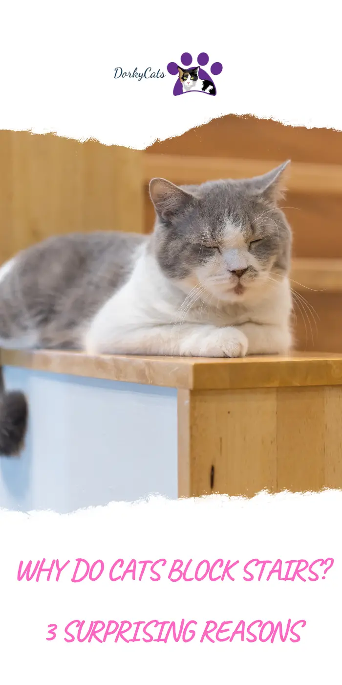 WHY DO CATS BLOCK STAIRS? 3 SURPRISING REASONS - DorkyCats