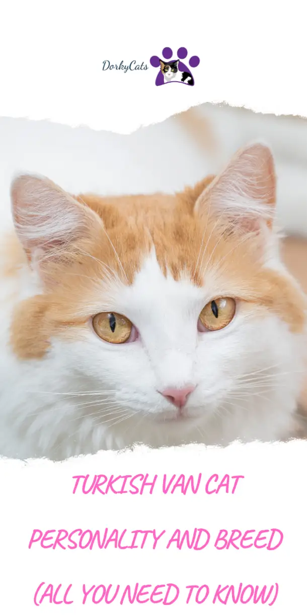 TURKISH VAN CAT PERSONALITY AND BREED (ALL YOU NEED TO KNOW) - DorkyCats