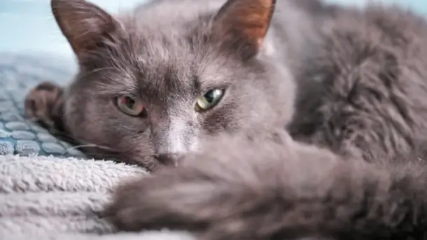 RUSSIAN BLUE CAT PERSONALITY AND BREED (ALL YOU NEED TO KNOW) - DorkyCats