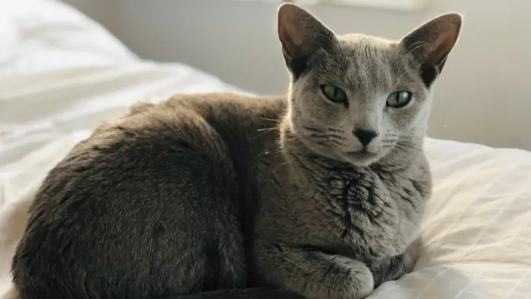 RUSSIAN BLUE CAT PERSONALITY AND BREED (ALL YOU NEED TO KNOW) - DorkyCats