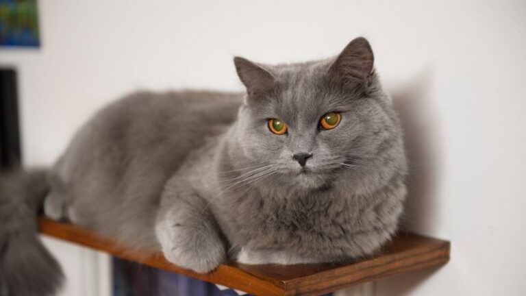 CHARTREUX CAT PERSONALITY AND BREED (ALL YOU NEED TO KNOW) - DorkyCats