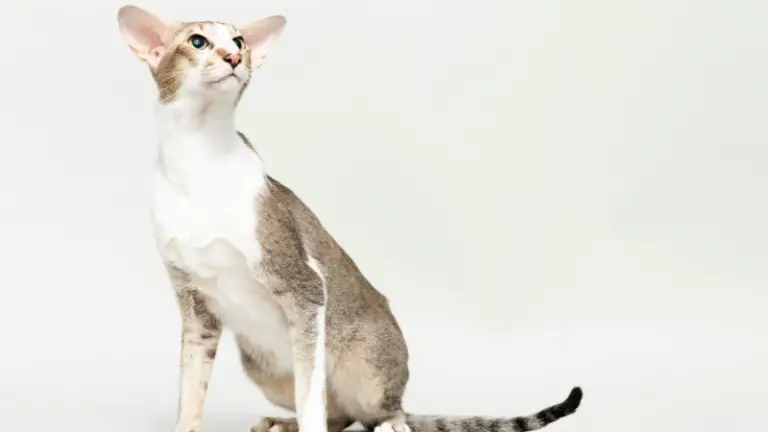 ORIENTAL CAT PERSONALITY AND BREED (ALL YOU NEED TO KNOW) - DorkyCats