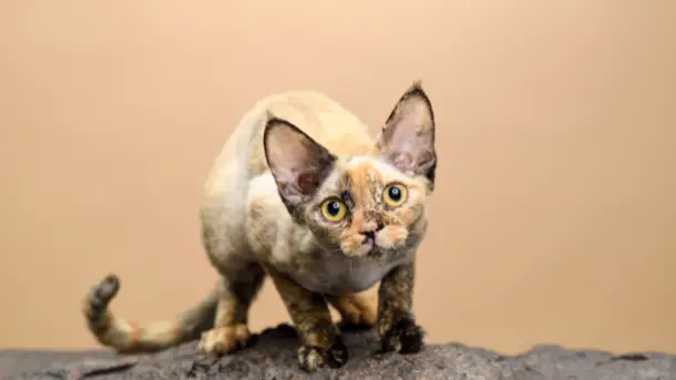 DEVON REX CAT PERSONALITY AND BREED (ALL YOU NEED TO KNOW) - DorkyCats