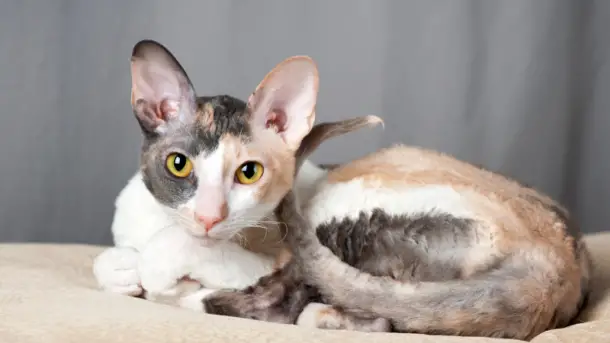 CORNISH REX CAT PERSONALITY AND BREED (ALL YOU NEED TO KNOW) - DorkyCats