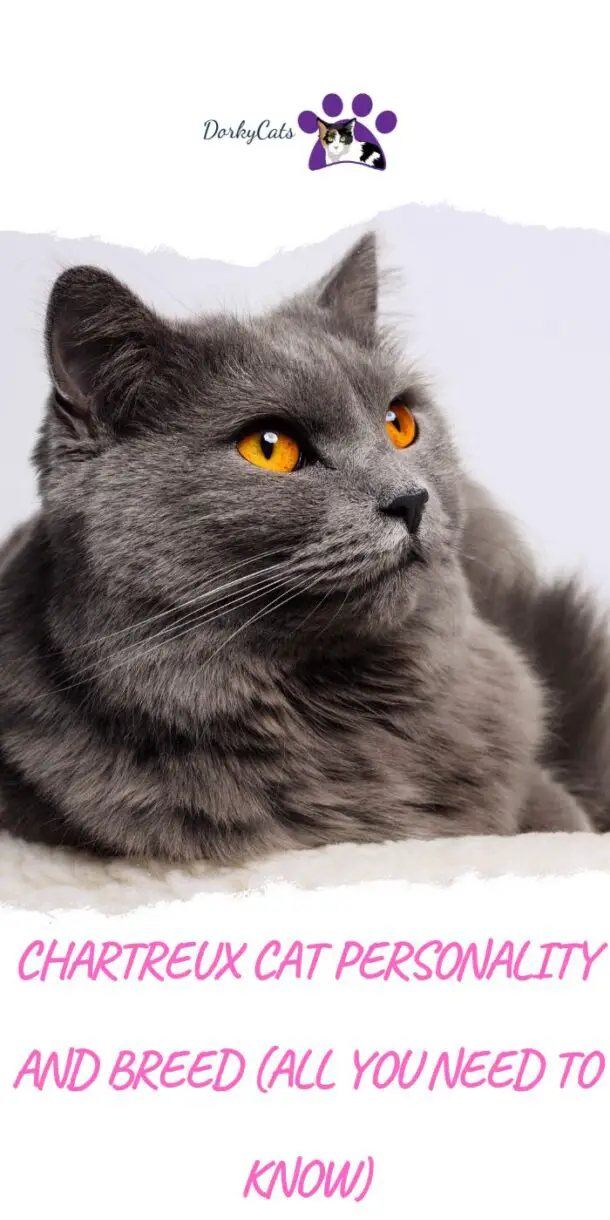 CHARTREUX CAT PERSONALITY AND BREED (ALL YOU NEED TO KNOW) - DorkyCats