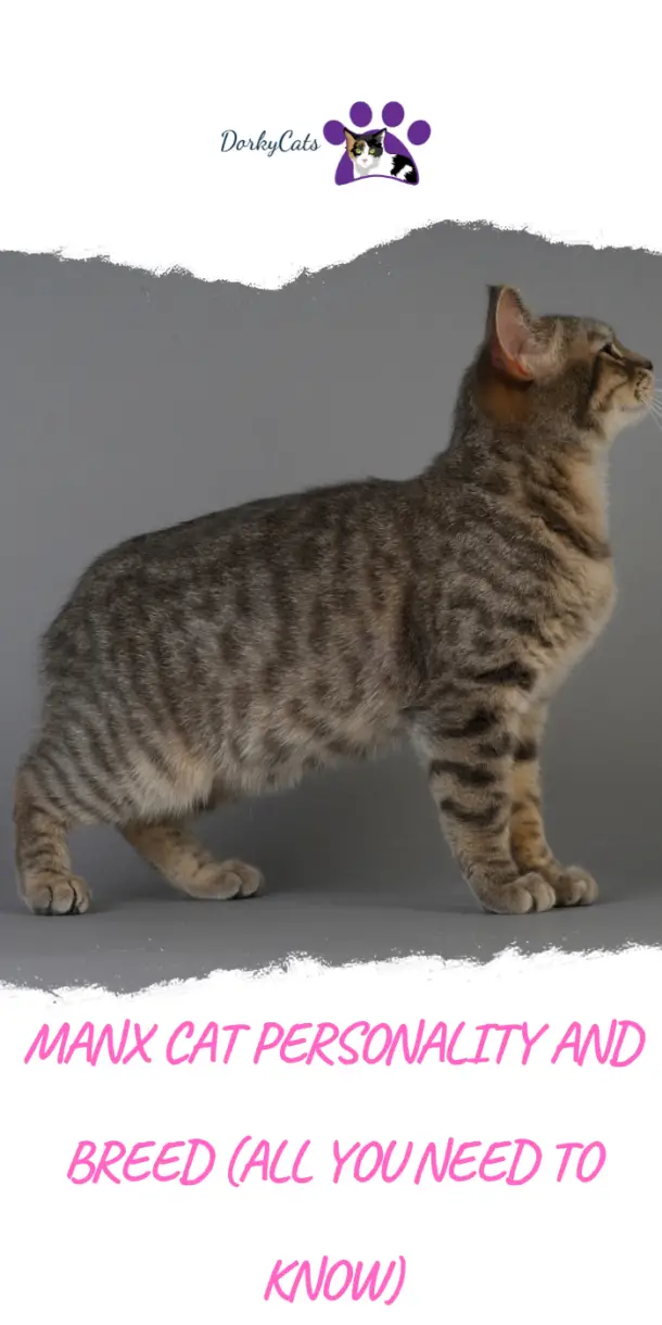 MANX CAT PERSONALITY AND BREED (ALL YOU NEED TO KNOW) - DorkyCats