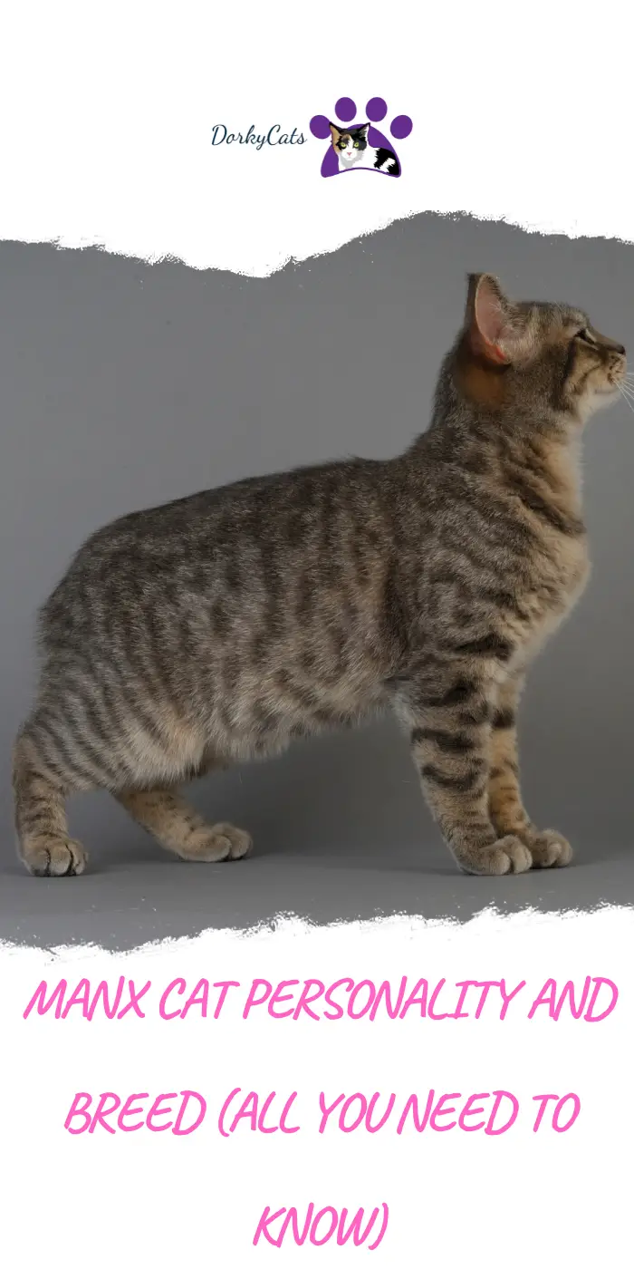 MANX CAT PERSONALITY AND BREED (ALL YOU NEED TO KNOW) - DorkyCats