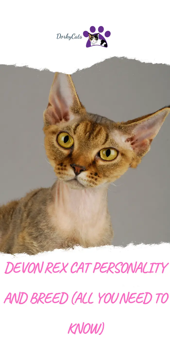 DEVON REX CAT PERSONALITY AND BREED (ALL YOU NEED TO KNOW) - DorkyCats