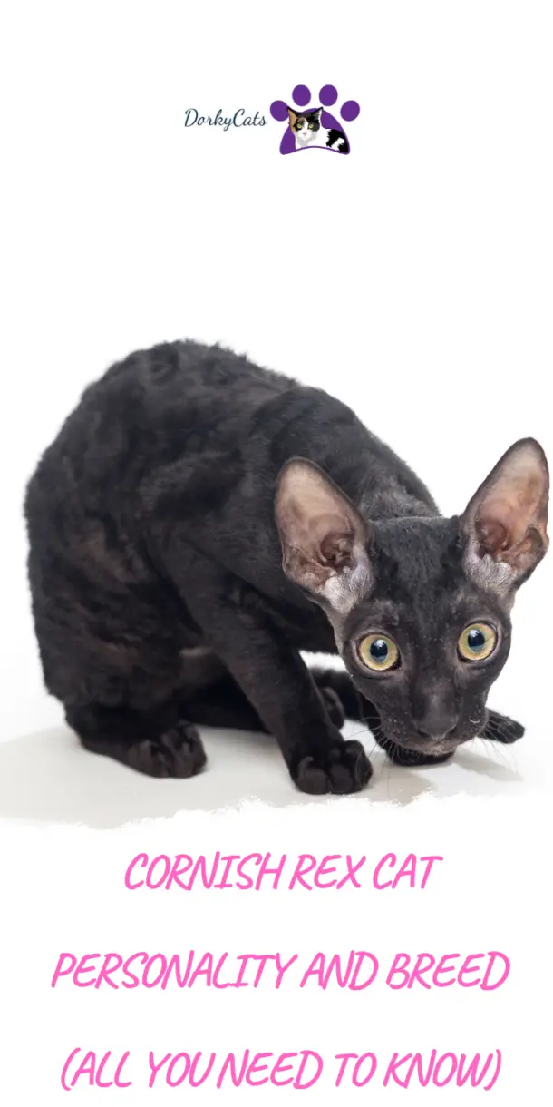 CORNISH REX CAT PERSONALITY AND BREED (ALL YOU NEED TO KNOW) - DorkyCats