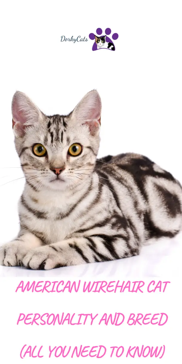 AMERICAN WIREHAIR CAT PERSONALITY AND BREED (ALL YOU NEED TO KNOW ...