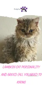 LAMBKIN CAT PERSONALITY AND BREED (ALL YOU NEED TO KNOW) - DorkyCats