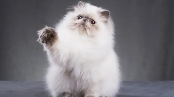 11+ STUNNING TRAINABLE CAT BREEDS [TALENTED CATS] - DorkyCats