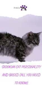 SKOOKUM CAT PERSONALITY AND BREED (ALL YOU NEED TO KNOW) - DorkyCats