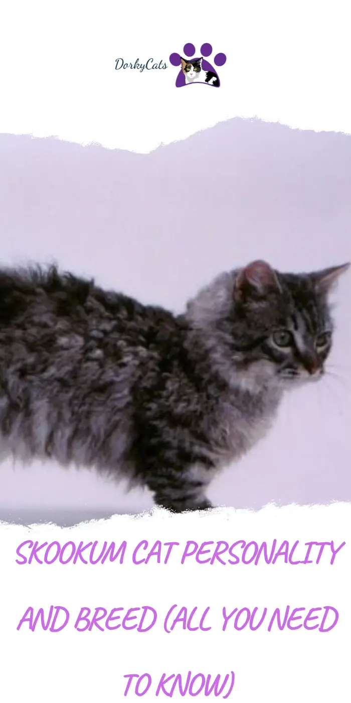 SKOOKUM CAT PERSONALITY AND BREED (ALL YOU NEED TO KNOW) - DorkyCats