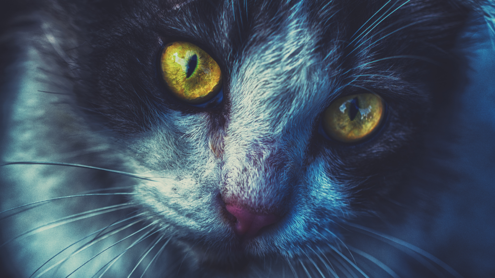 CAT CRYING OUTSIDE MY HOUSE SUPERSTITION AND 5 MORE! - DorkyCats