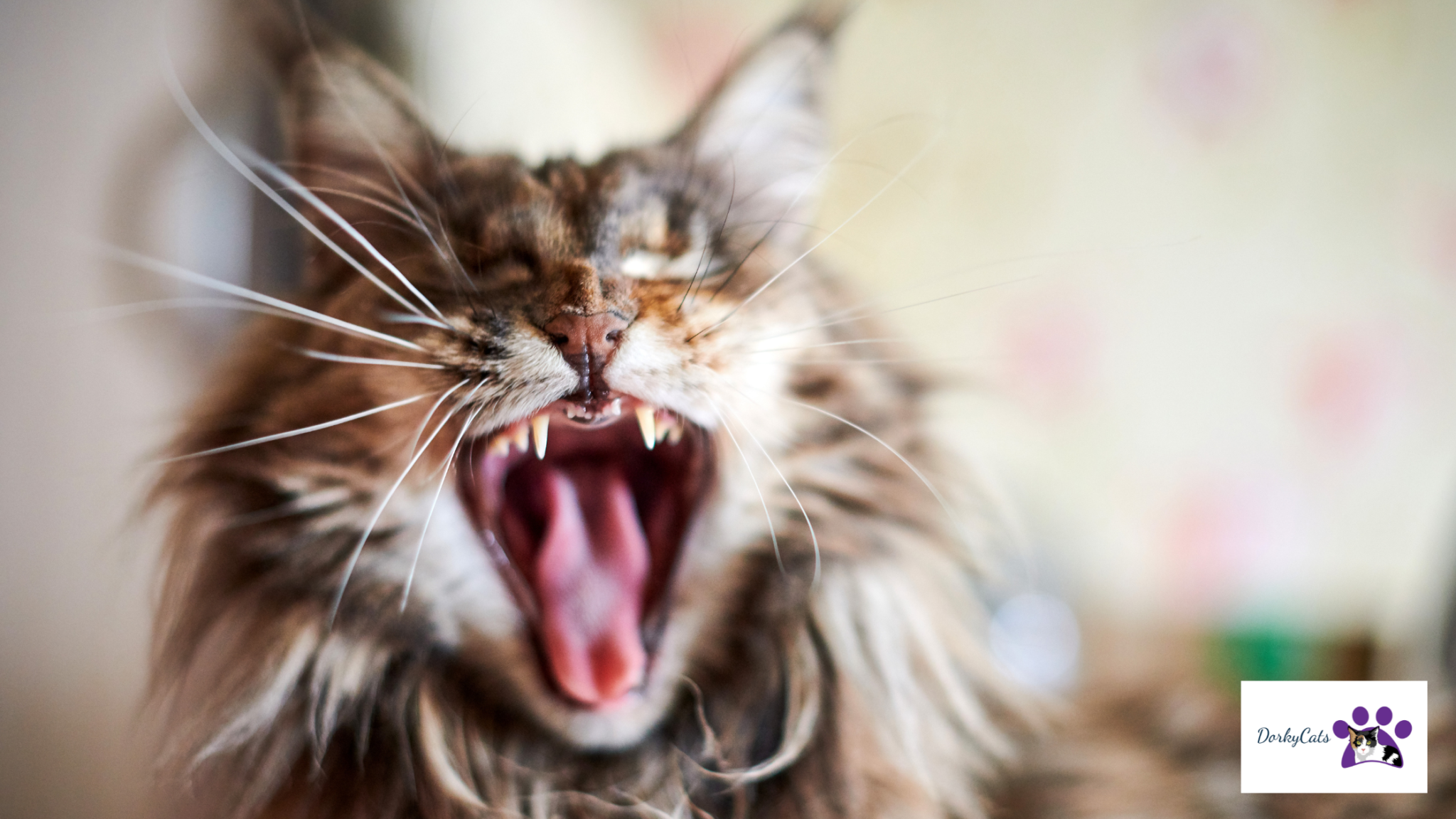 WHY DOES MY CAT SIGH? 5+ REASONS - DorkyCats