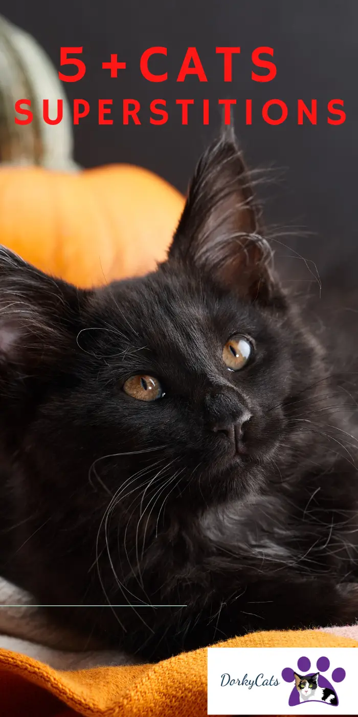 CAT CRYING OUTSIDE MY HOUSE SUPERSTITION AND 5 MORE! - DorkyCats