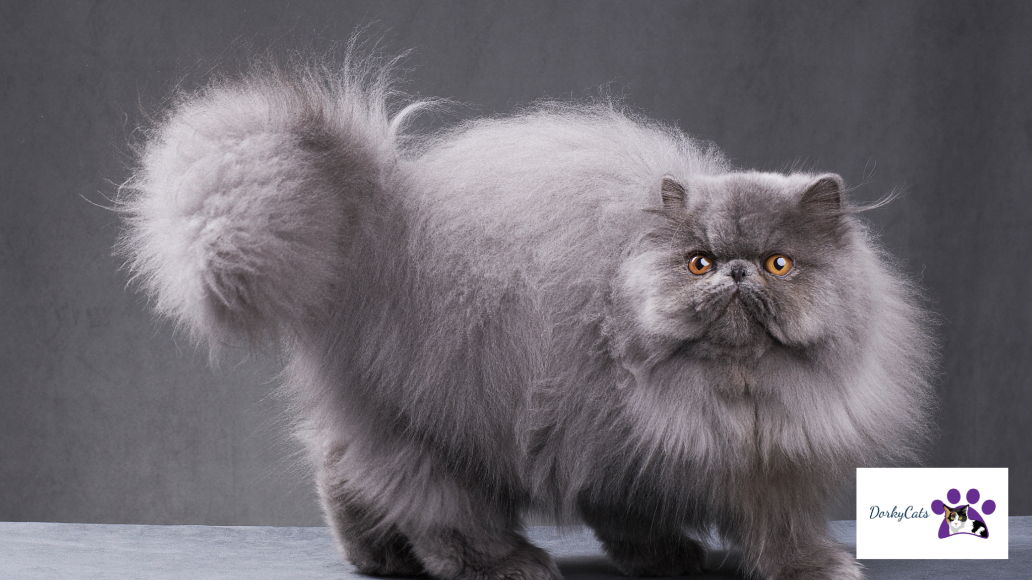 19+ LAP CAT BREEDS TO LOVE! [AND CUDDLE WITH] - DorkyCats