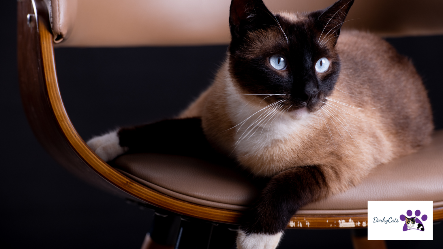 19+ LAP CAT BREEDS TO LOVE! [AND CUDDLE WITH] - DorkyCats