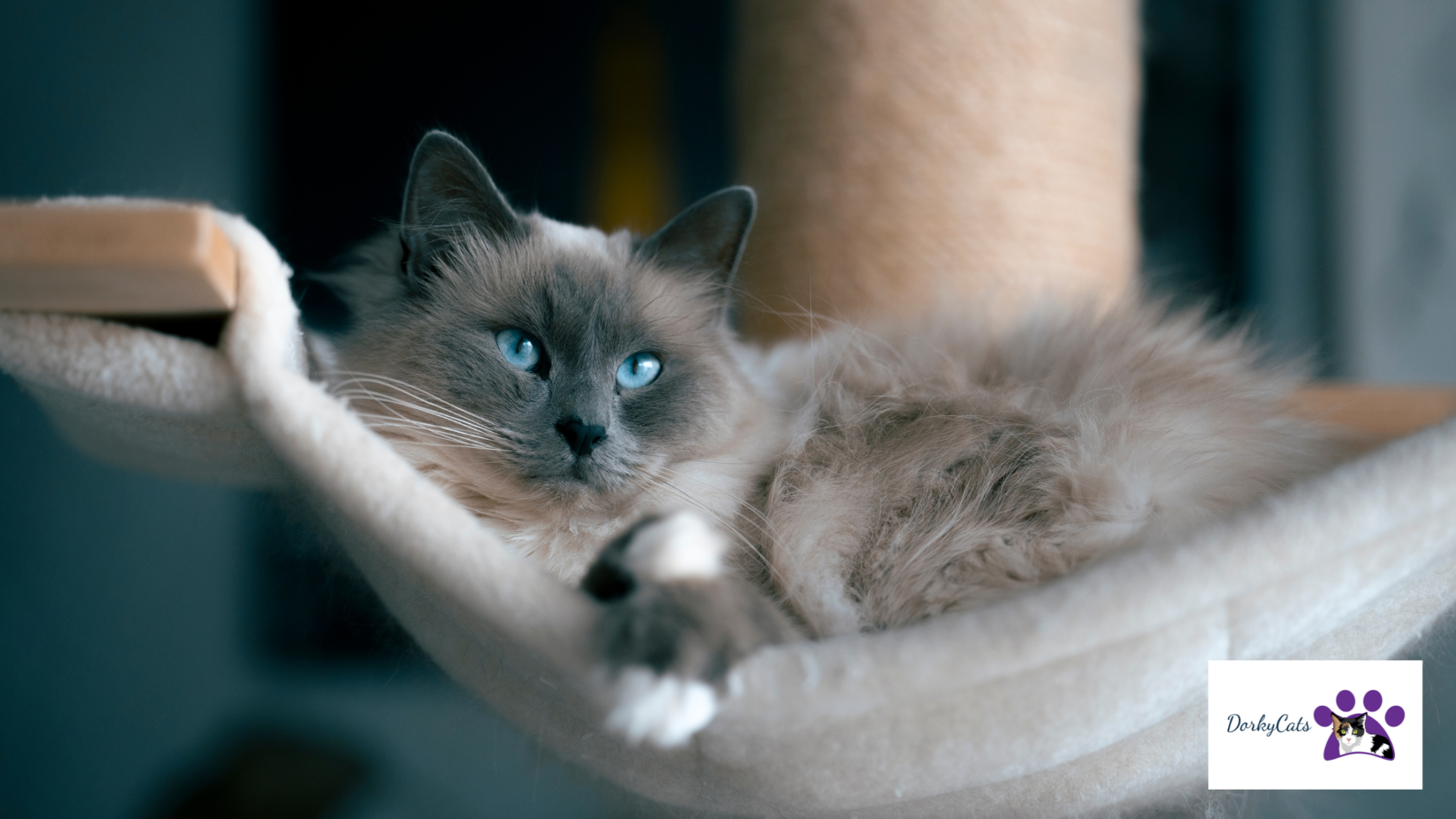 19+ LAP CAT BREEDS TO LOVE! [AND CUDDLE WITH] - DorkyCats