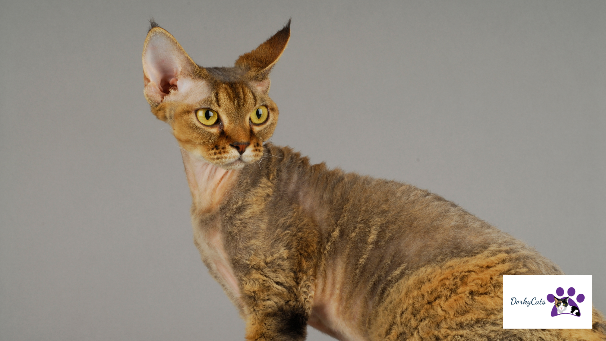 19+ LAP CAT BREEDS TO LOVE! [AND CUDDLE WITH] - DorkyCats