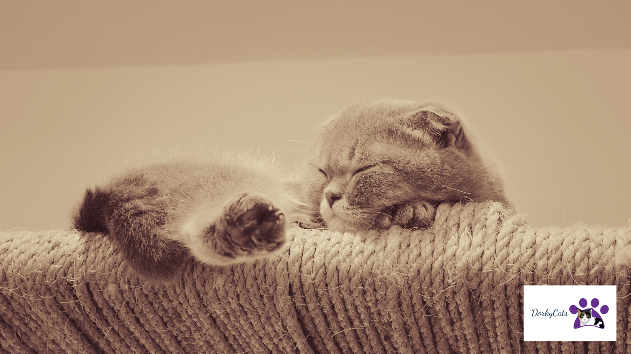 19+ LAP CAT BREEDS TO LOVE! [AND CUDDLE WITH] - DorkyCats