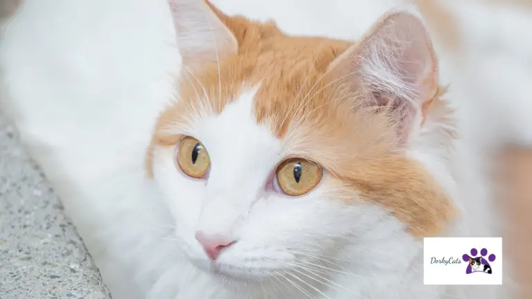 11+ STUNNING TRAINABLE CAT BREEDS [TALENTED CATS] - DorkyCats