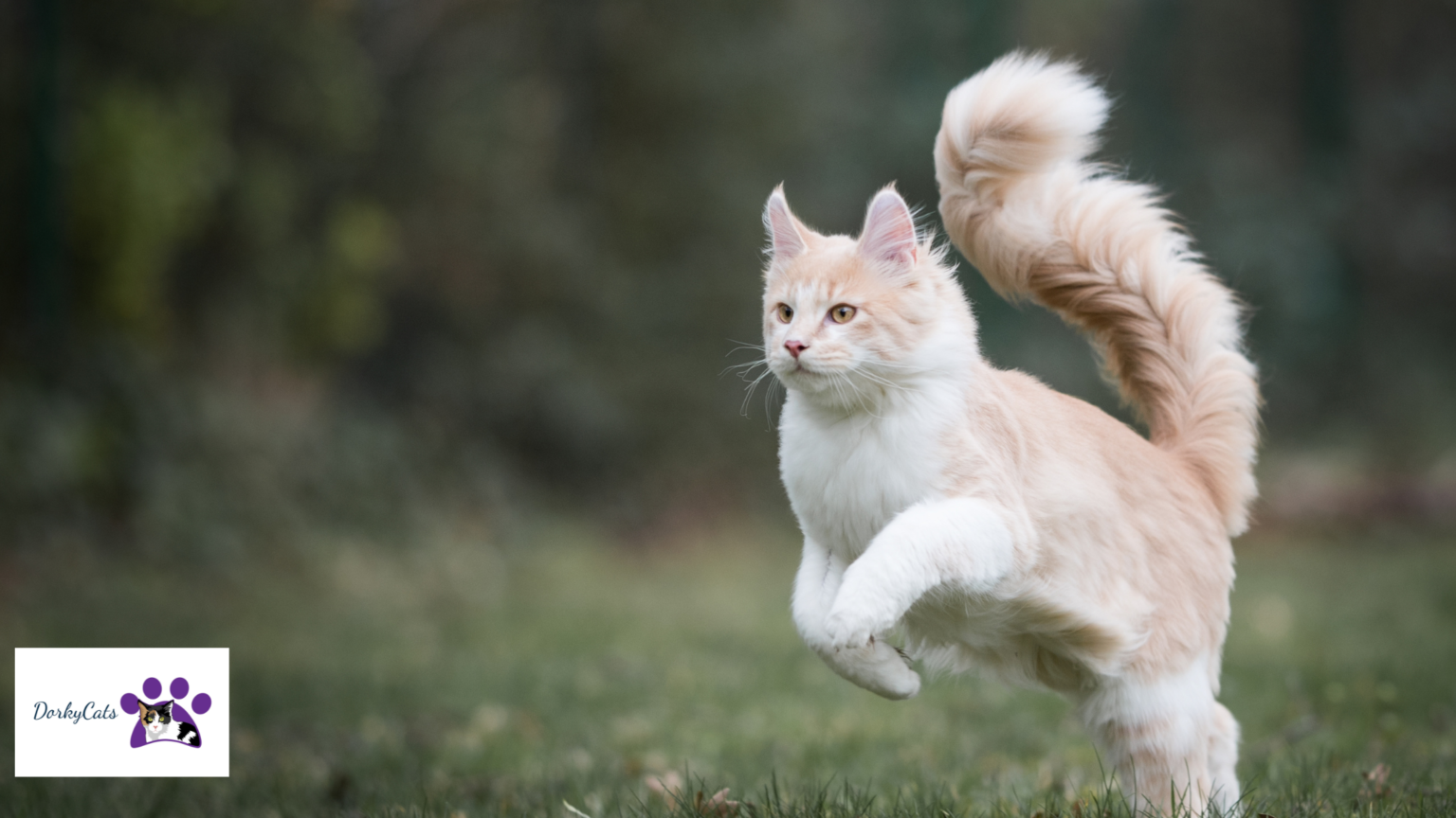 11+ STUNNING TRAINABLE CAT BREEDS [TALENTED CATS] - DorkyCats