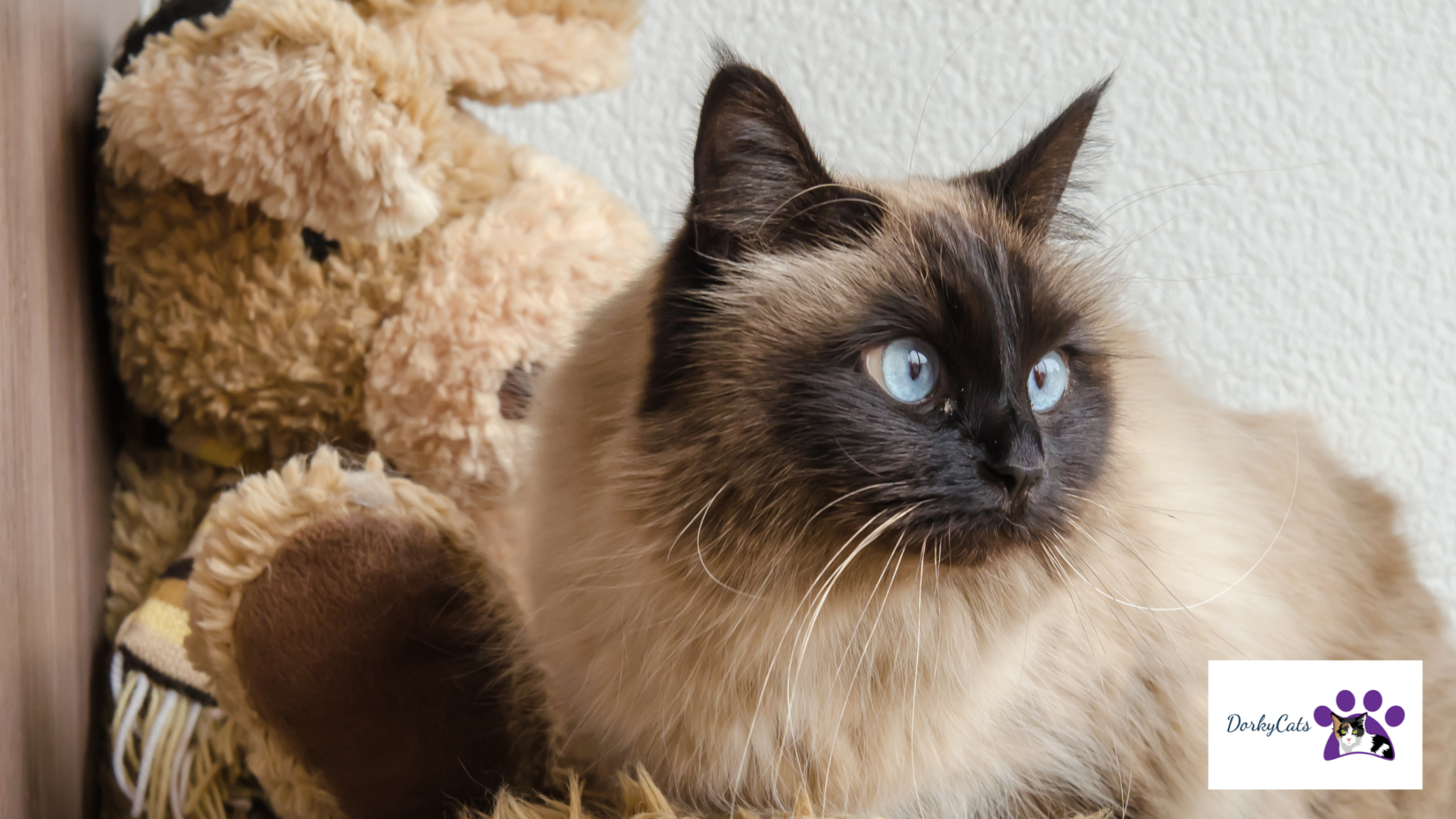 19+ LAP CAT BREEDS TO LOVE! [AND CUDDLE WITH] - DorkyCats