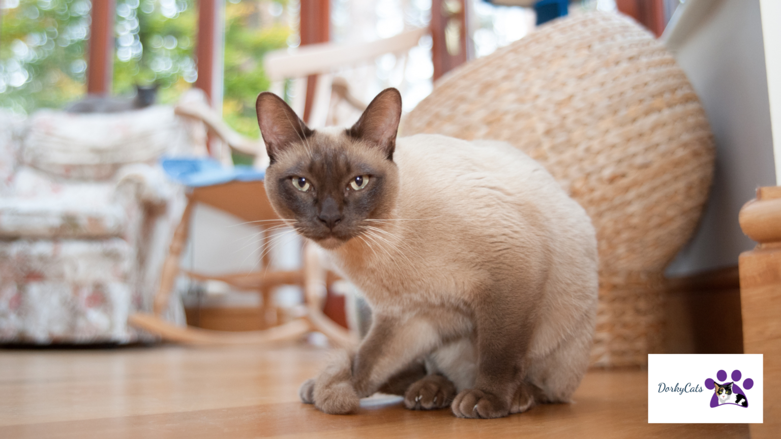 19+ LAP CAT BREEDS TO LOVE! [AND CUDDLE WITH] - DorkyCats