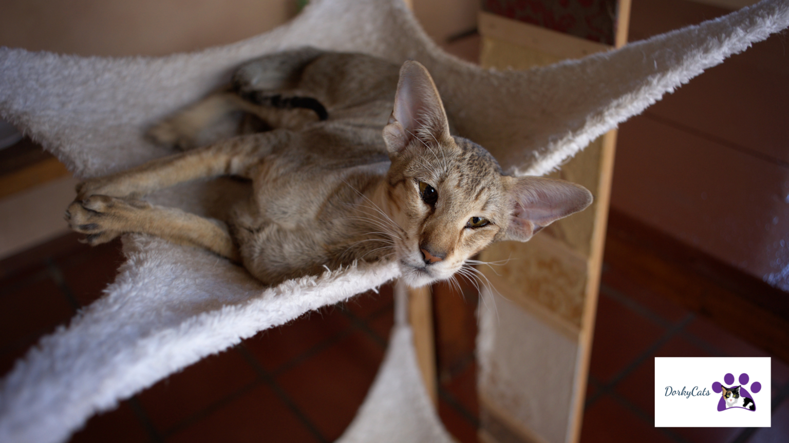 19+ LAP CAT BREEDS TO LOVE! [AND CUDDLE WITH] - DorkyCats