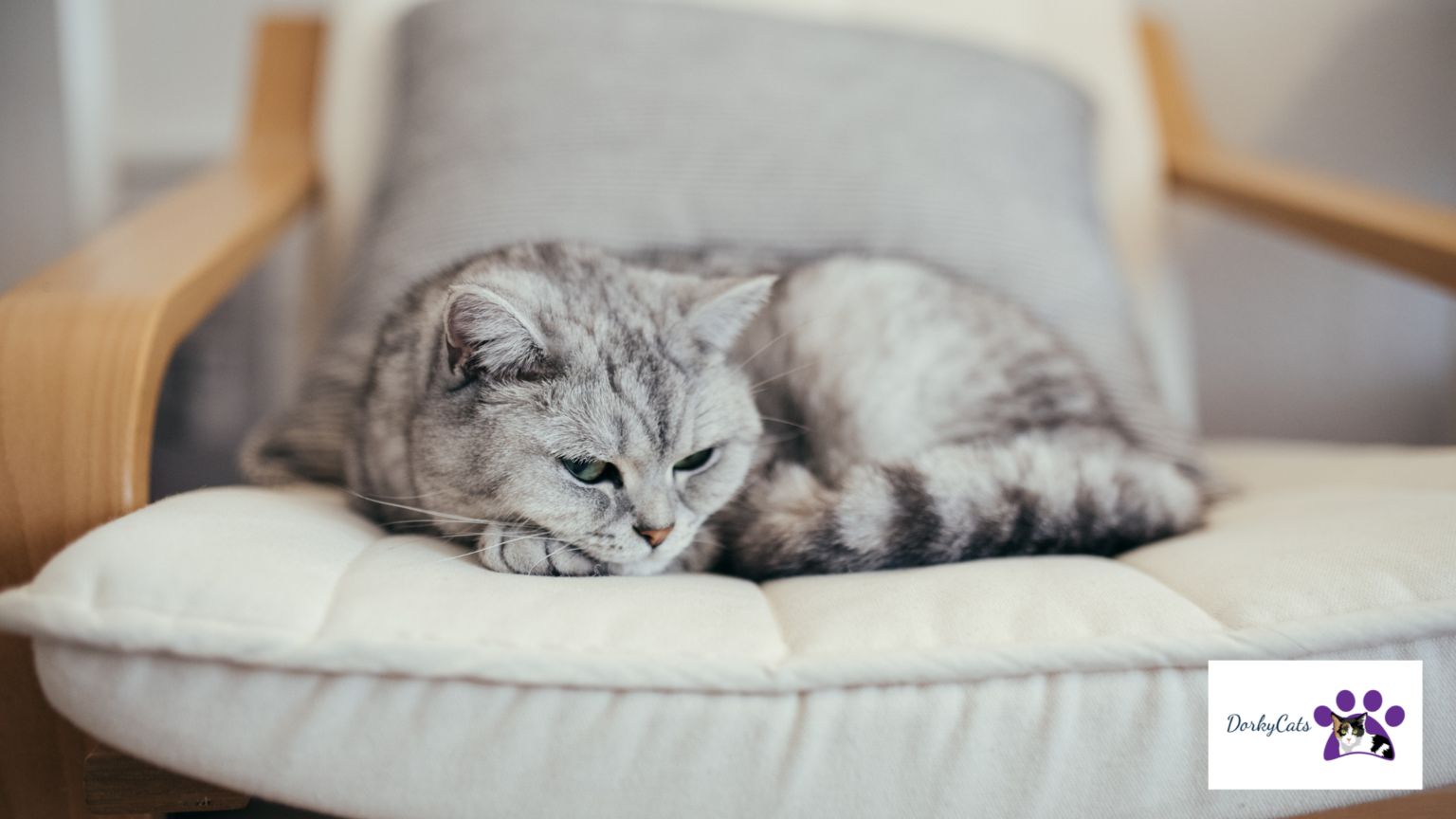 19+ LAP CAT BREEDS TO LOVE! [AND CUDDLE WITH] - DorkyCats