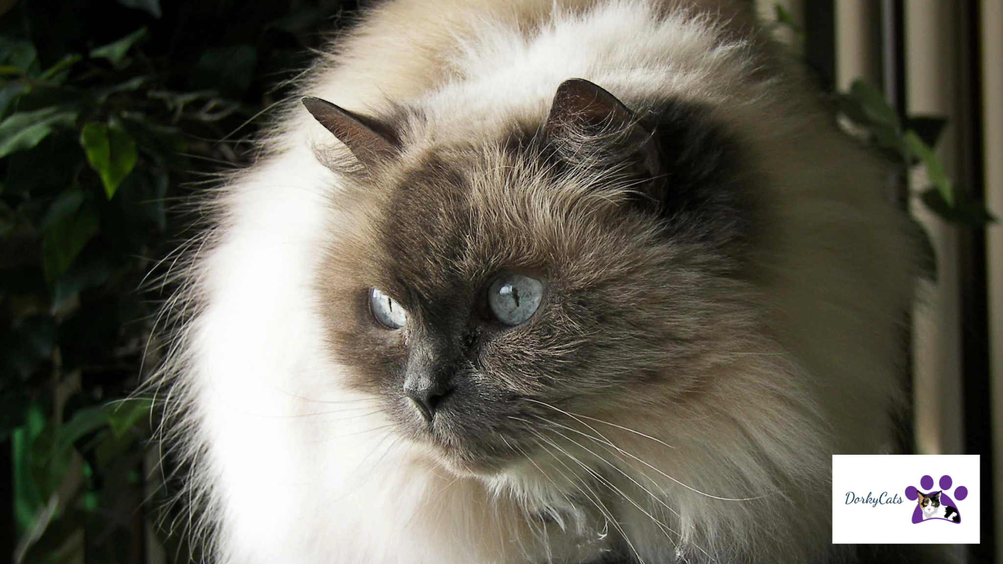 19+ LAP CAT BREEDS TO LOVE! [AND CUDDLE WITH] - DorkyCats