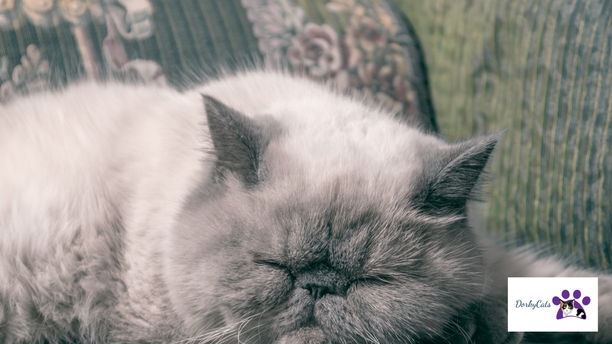 19+ LAP CAT BREEDS TO LOVE! [AND CUDDLE WITH] - DorkyCats