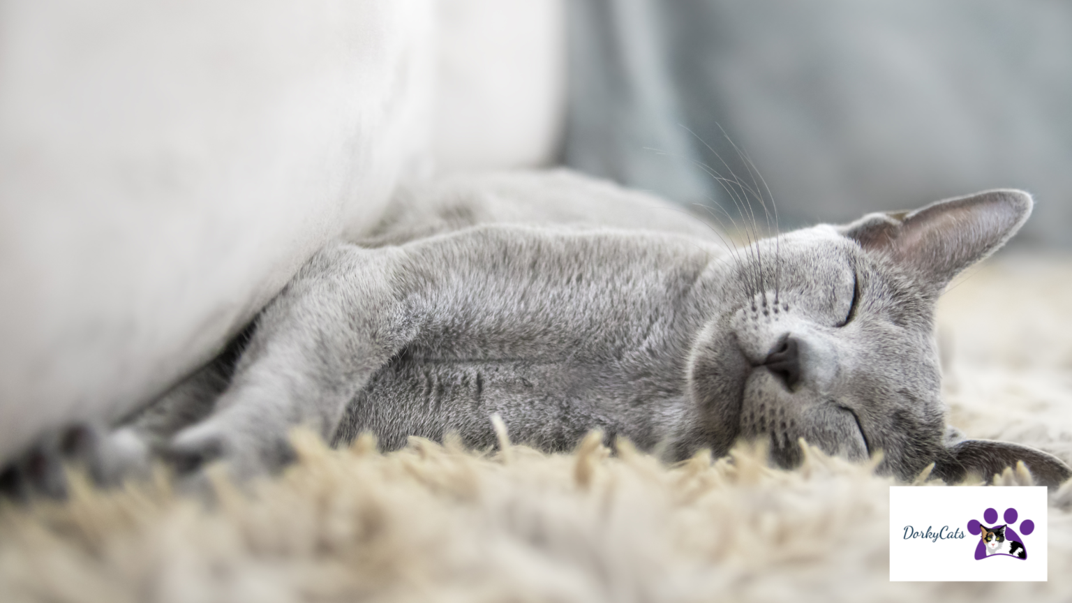 19+ LAP CAT BREEDS TO LOVE! [AND CUDDLE WITH] - DorkyCats