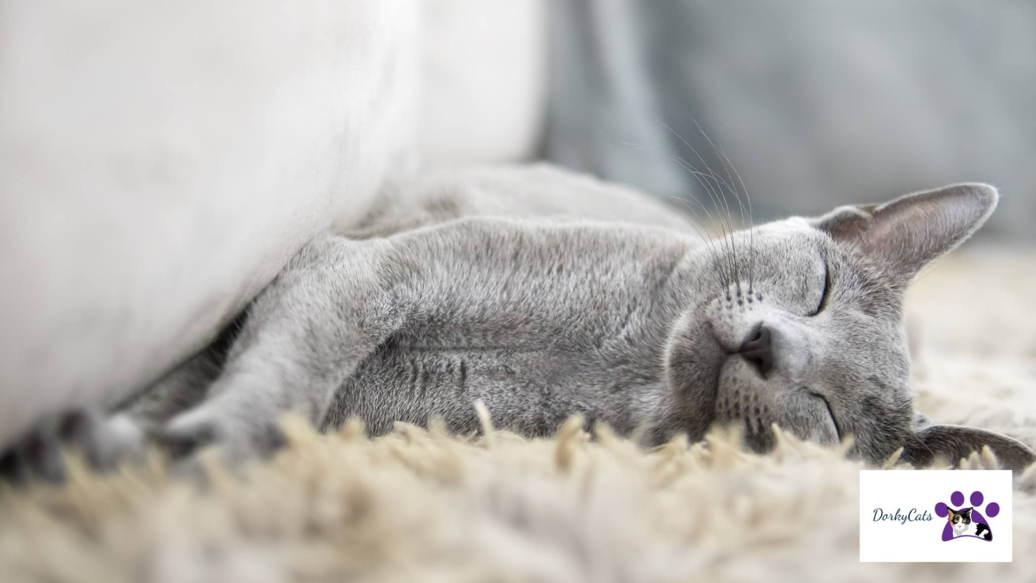 19+ LAP CAT BREEDS TO LOVE! [AND CUDDLE WITH] - DorkyCats